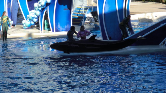 Review of Blue Horizons at SeaWorld
